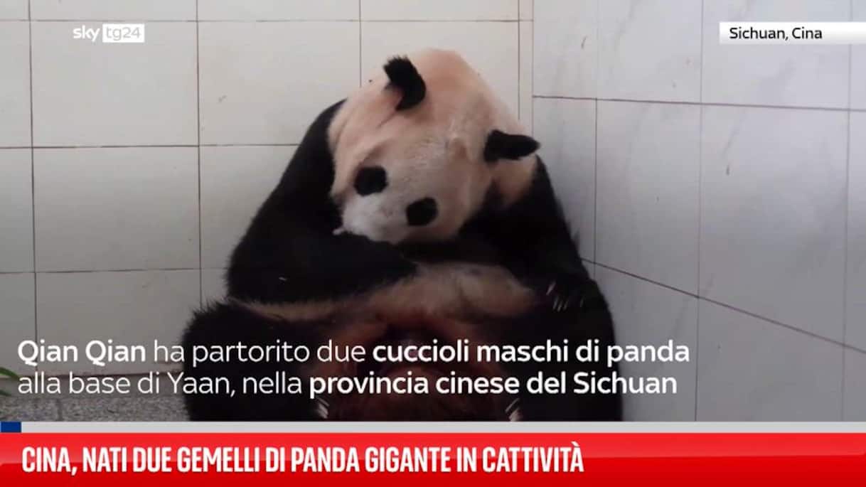 Cina, due gemelli di panda gigante nati in cattività