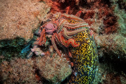 Dalla vipera del corno al ragno violino: gli animali più pericolosi in ...