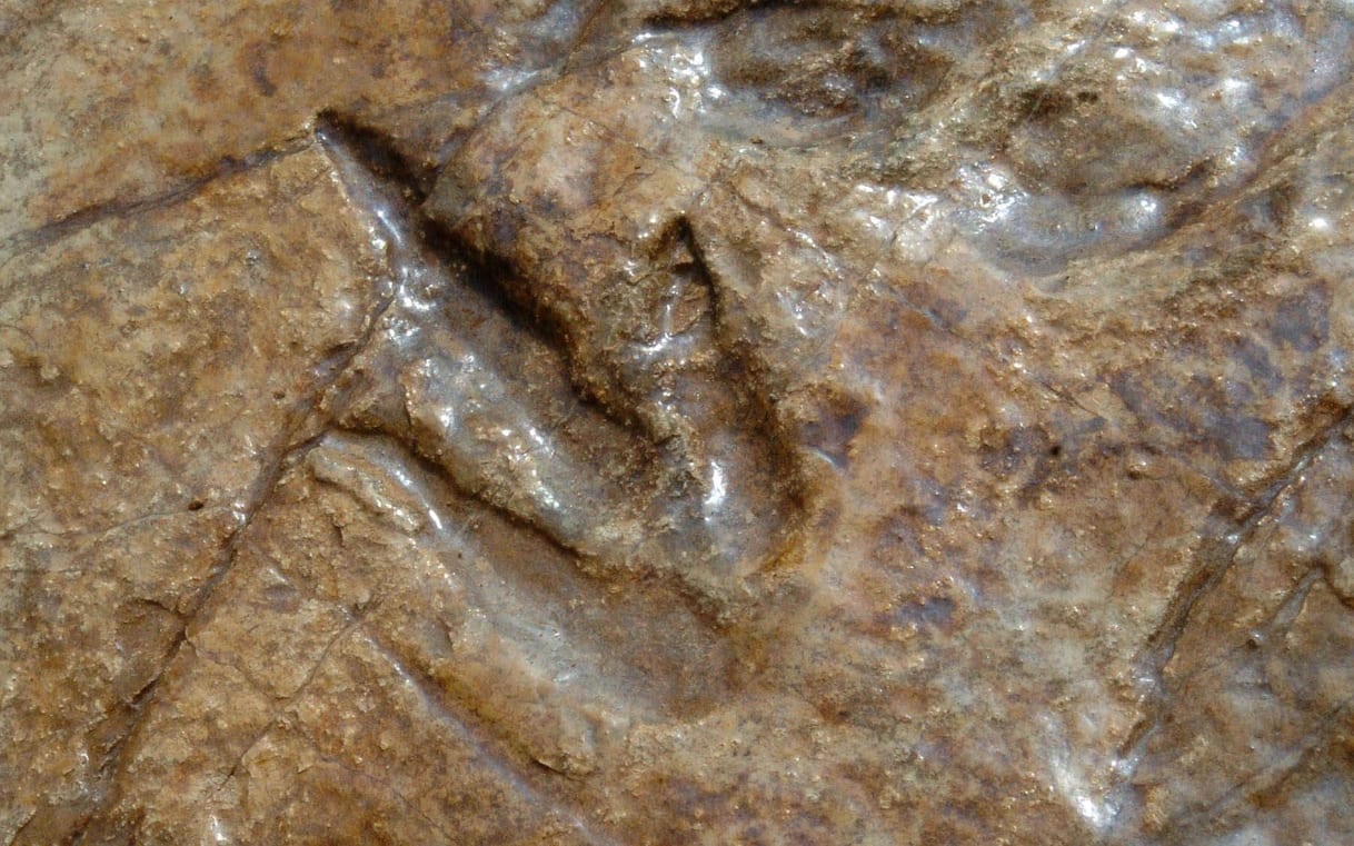 ntelligenza artificiale, l'app che riconosce le impronte dei dinosauri ...