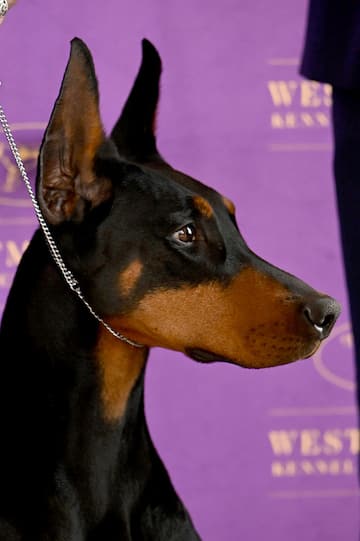 Il dobermann Penny è il cane più bello del mondo del 2026, la ...