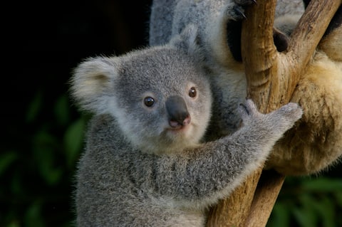 Wild Koala Day, il 3 maggio si celebra il mammifero australiano | Sky TG24