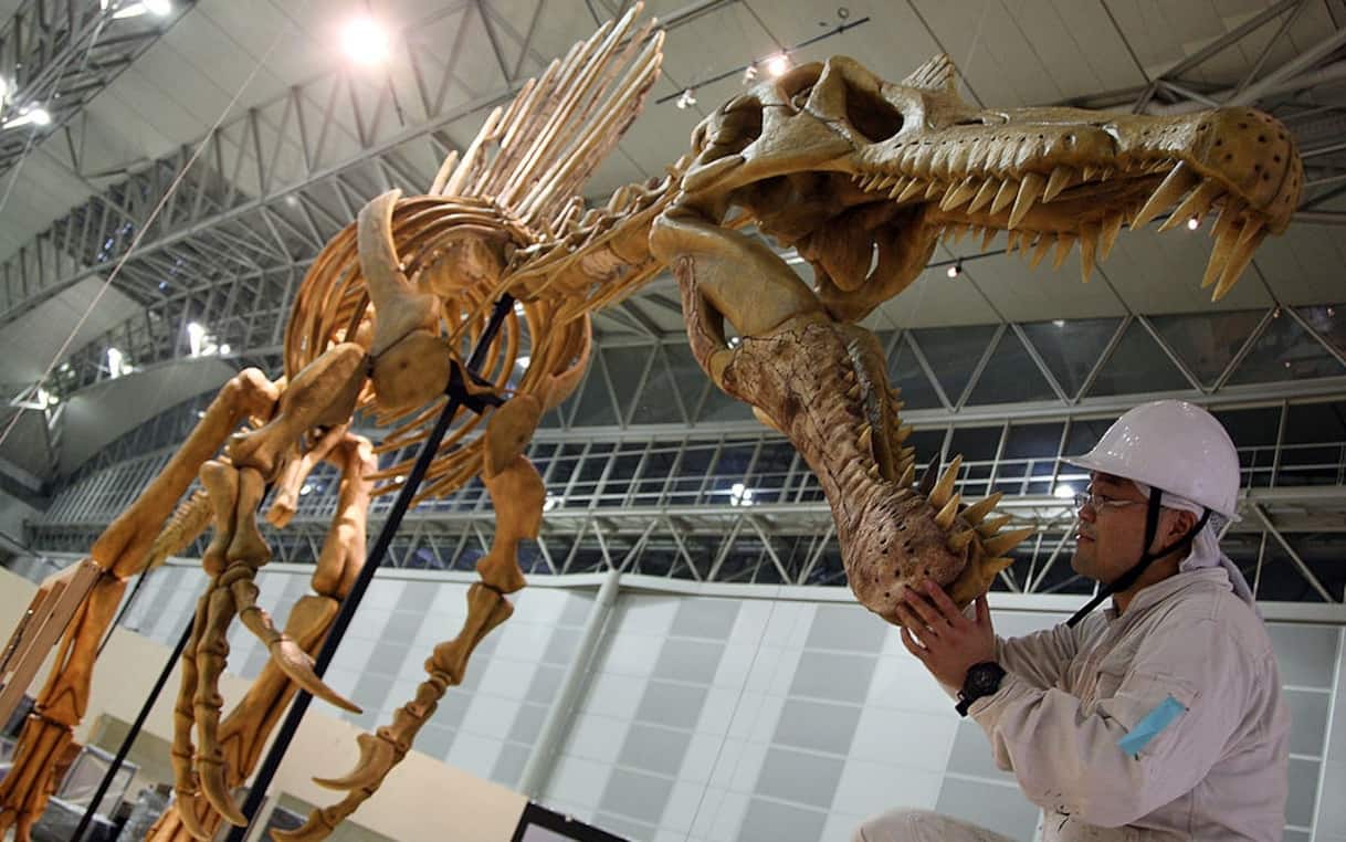 Spinosaurus mirabilis, nuovo dinosauro con cresta a forma di scimitarra ...