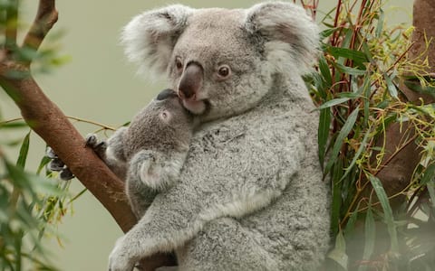 Wild Koala Day, il 3 maggio si celebra il mammifero australiano | Sky TG24