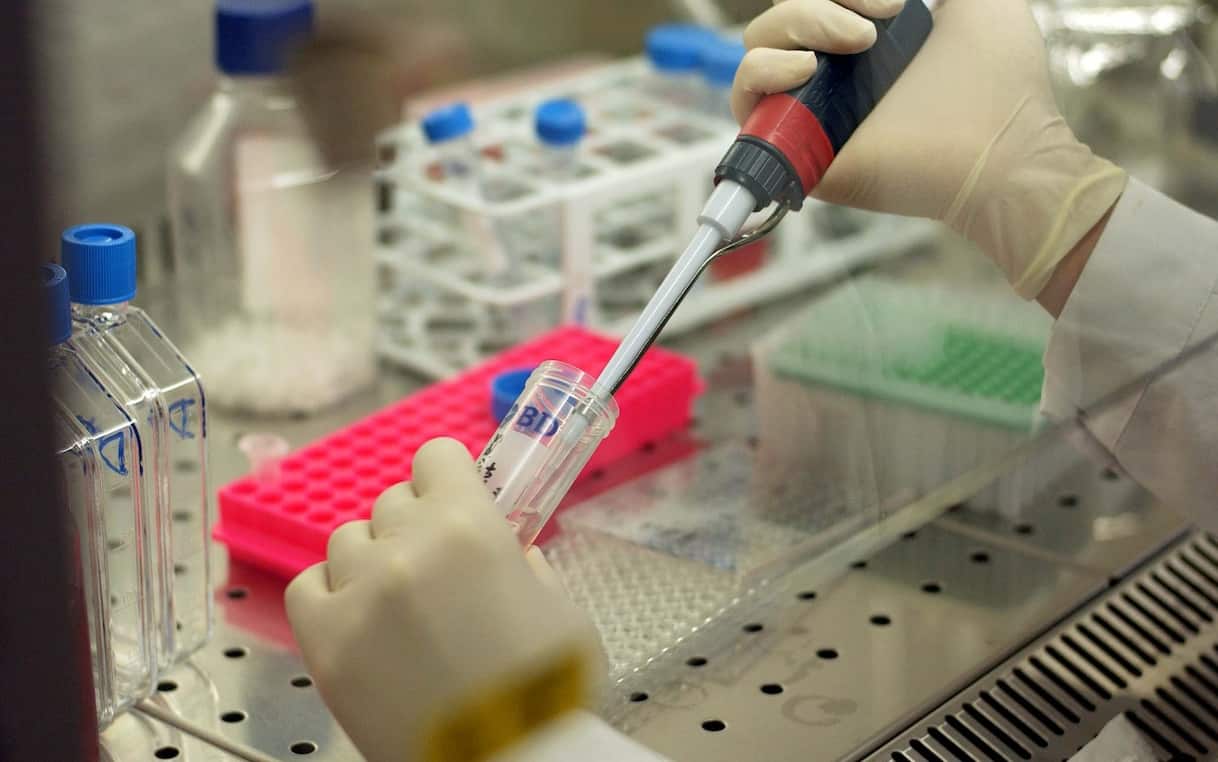 Influenza aviaria, anticorpi del virus trovati in una mucca nei Paesi ...