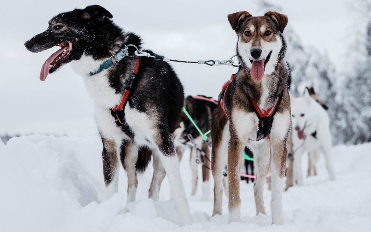 Tour con slitte trainate da cani e renne in Lapponia: sono un ...