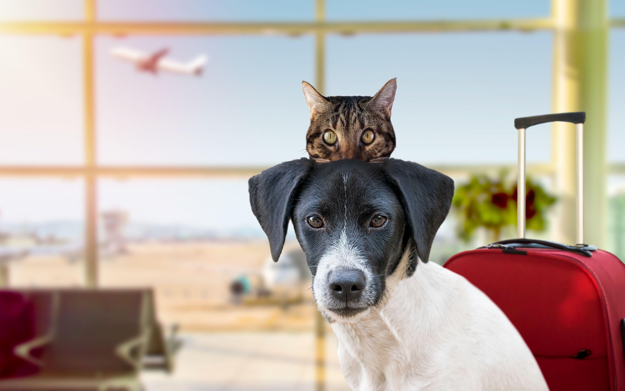 gatto news | Sky TG24