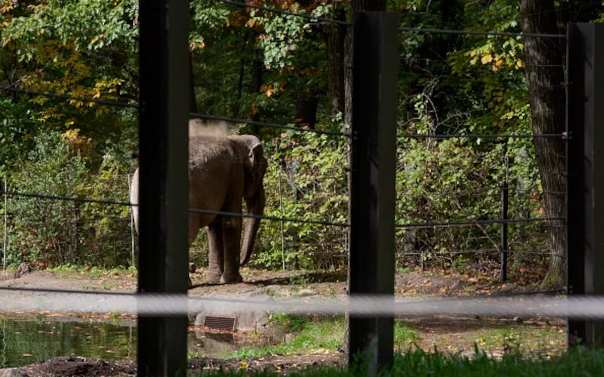New York, è morta l'elefantessa Happy simbolo dei diritti degli animali ...