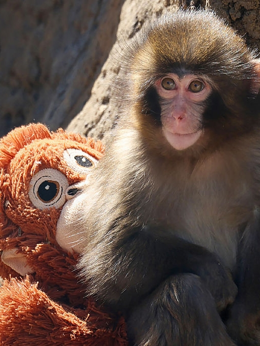 Punch, la scimmia con il peluche non è solo una storia strappacuore ...