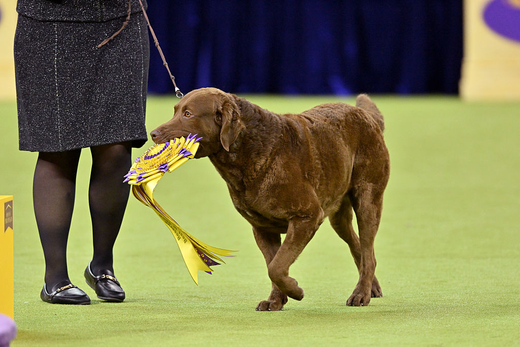 Il dobermann Penny è il cane più bello del mondo del 2026, la ...