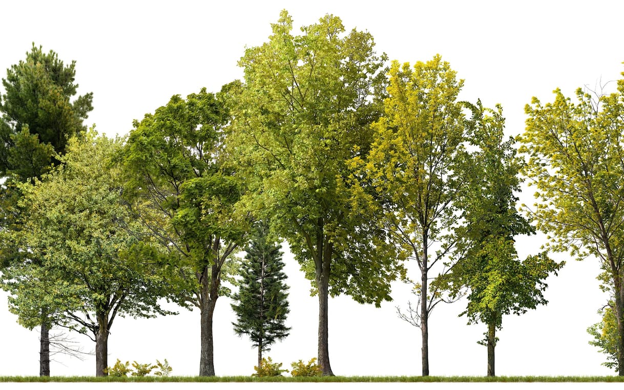 Pnrr, 300 milioni di fondi per piantare alberi ma l'Italia rischia di ...