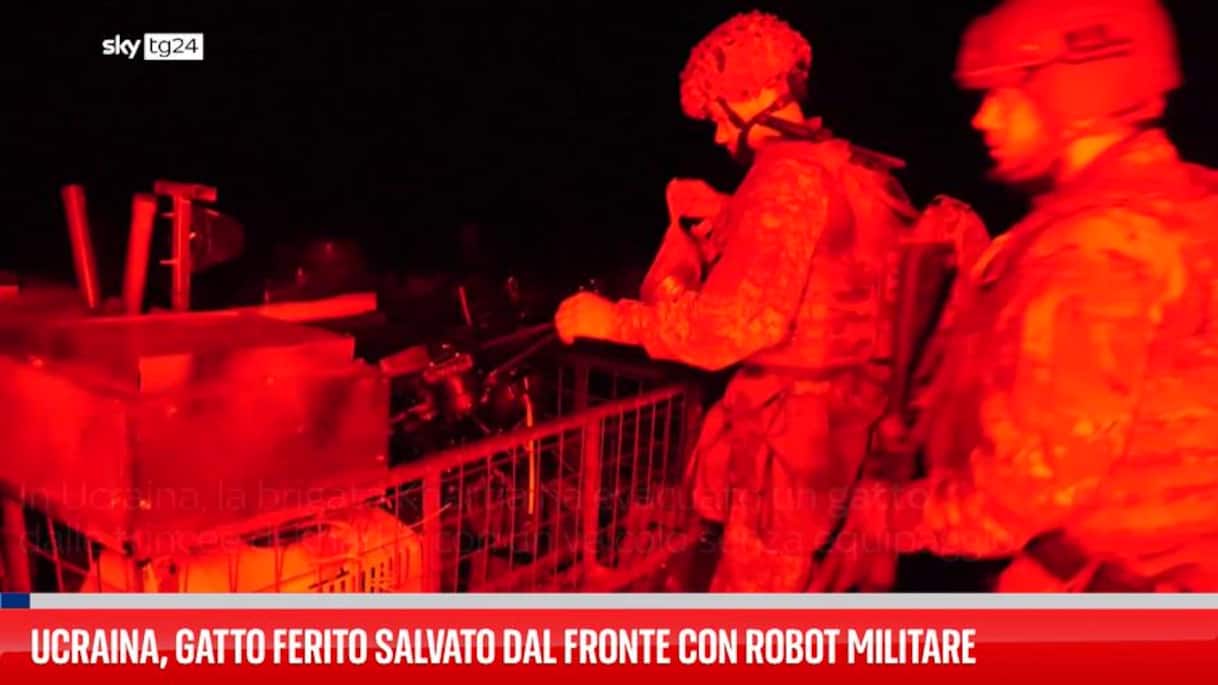 Ucraina, gatto ferito salvato dal fronte con robot militare | Video Sky ...