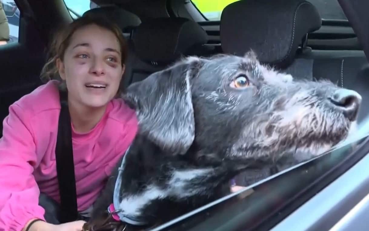 Spagna, ritrovato vivo Boro, il cane smarrito dopo l'incidente tra ...