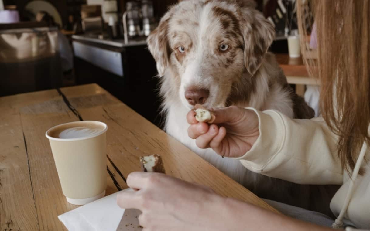 A Parigi si moltiplicano i caffè 'dog-first', locali e pasticcerie ...