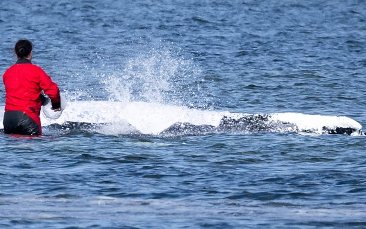 Avvistata la carcassa di una balena nel mare della Danimarca, potrebbe ...