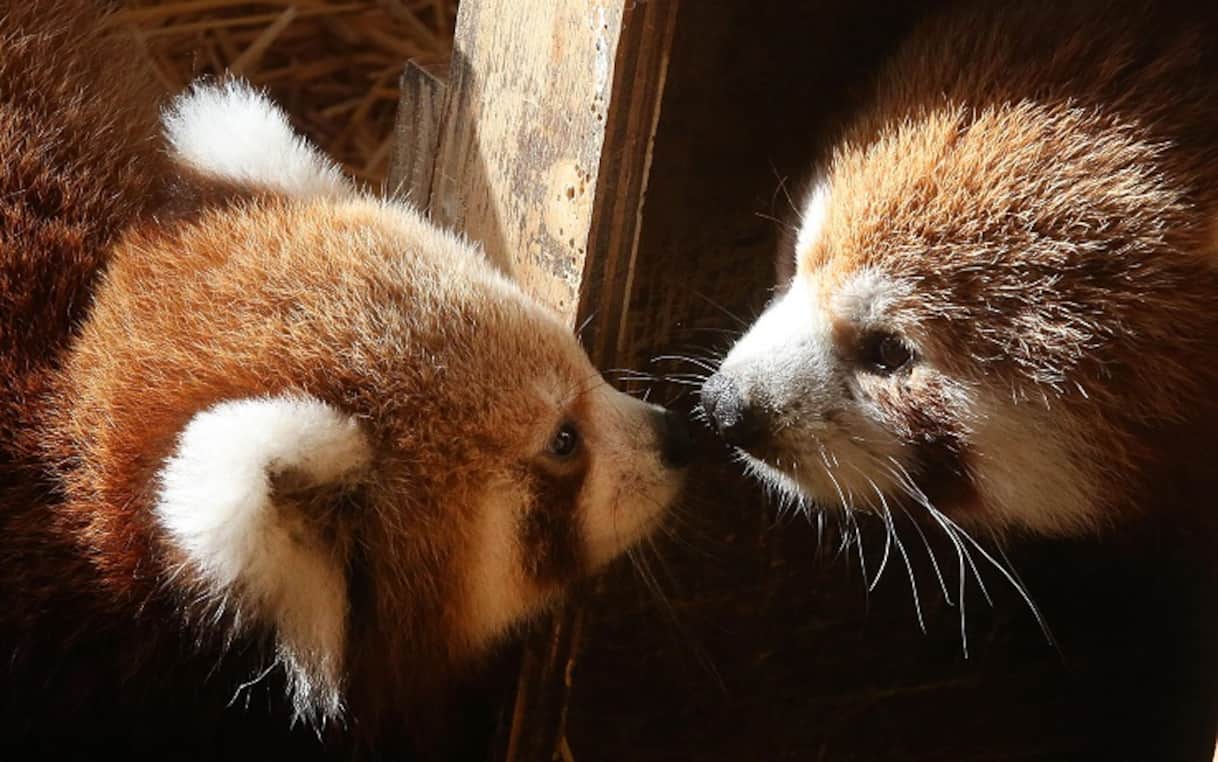 Atene, cucciolo di panda rosso nato allo zoo. Foto | Sky TG24