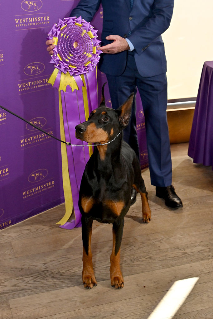 Il dobermann Penny è il cane più bello del mondo del 2026, la ...