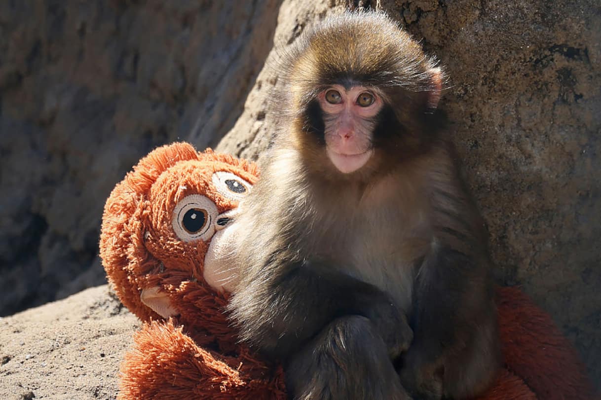 Punch, la scimmia con il peluche non è solo una storia strappacuore ...
