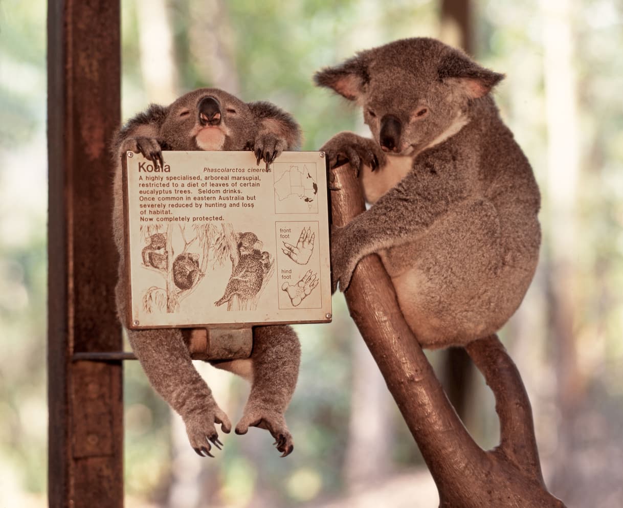 Wild Koala Day, il 3 maggio si celebra il mammifero australiano | Sky TG24