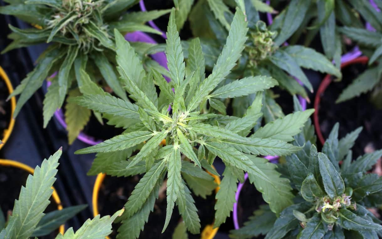 Cannabis, lo studio: dove la vendita è libera crescono consumo e ...