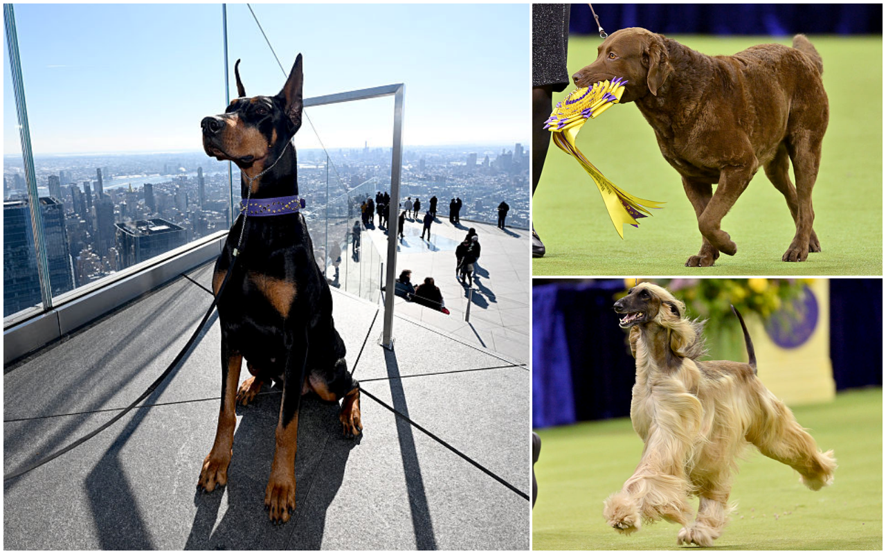 Il dobermann Penny è il cane più bello del mondo del 2026, la ...