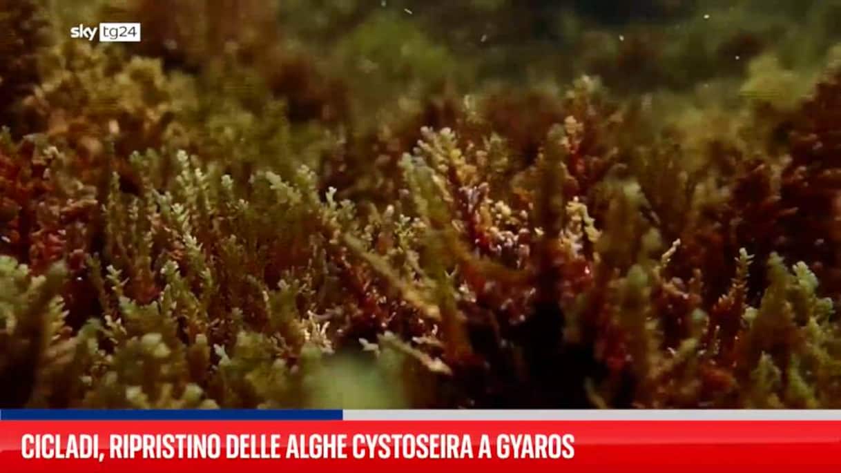 Cicladi, ripristino delle alghe Cystoseira a Gyaros | Video Sky TG24