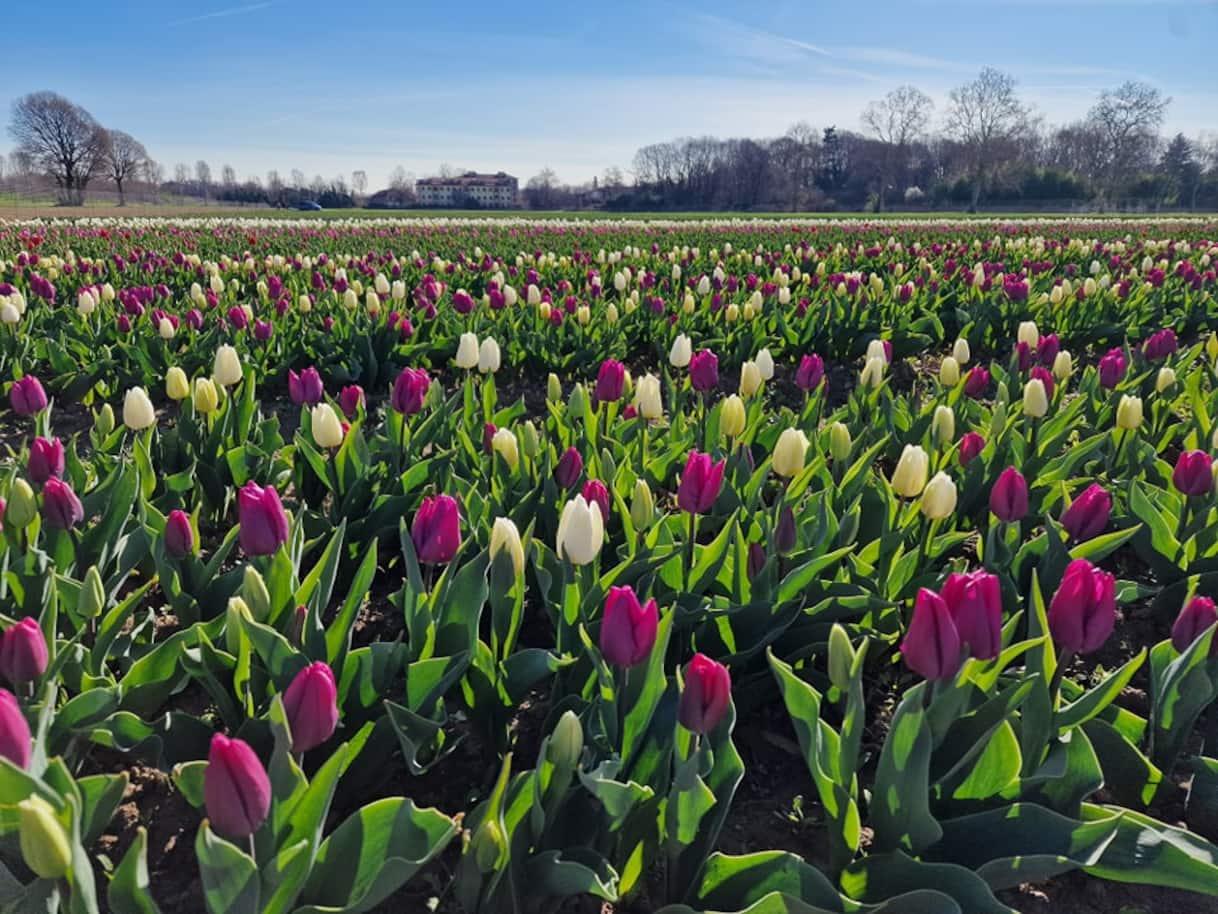 Apre il campo di tulipani di Arese: i primi giorni l'ingresso è gratis ...