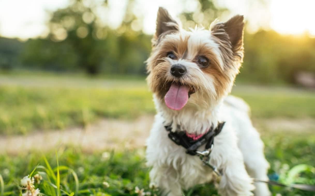 Amico Fido, l’app che aiuta a segnalare i pericoli per i cani come i ...