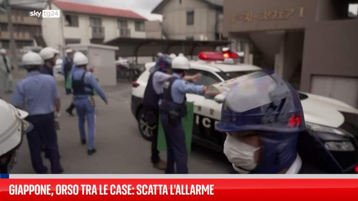 Giappone, orso tra le case: sedato e catturato