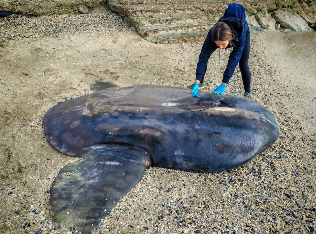 Raro ed enorme esemplare di pesce luna trovato spiaggiato a Marina di ...