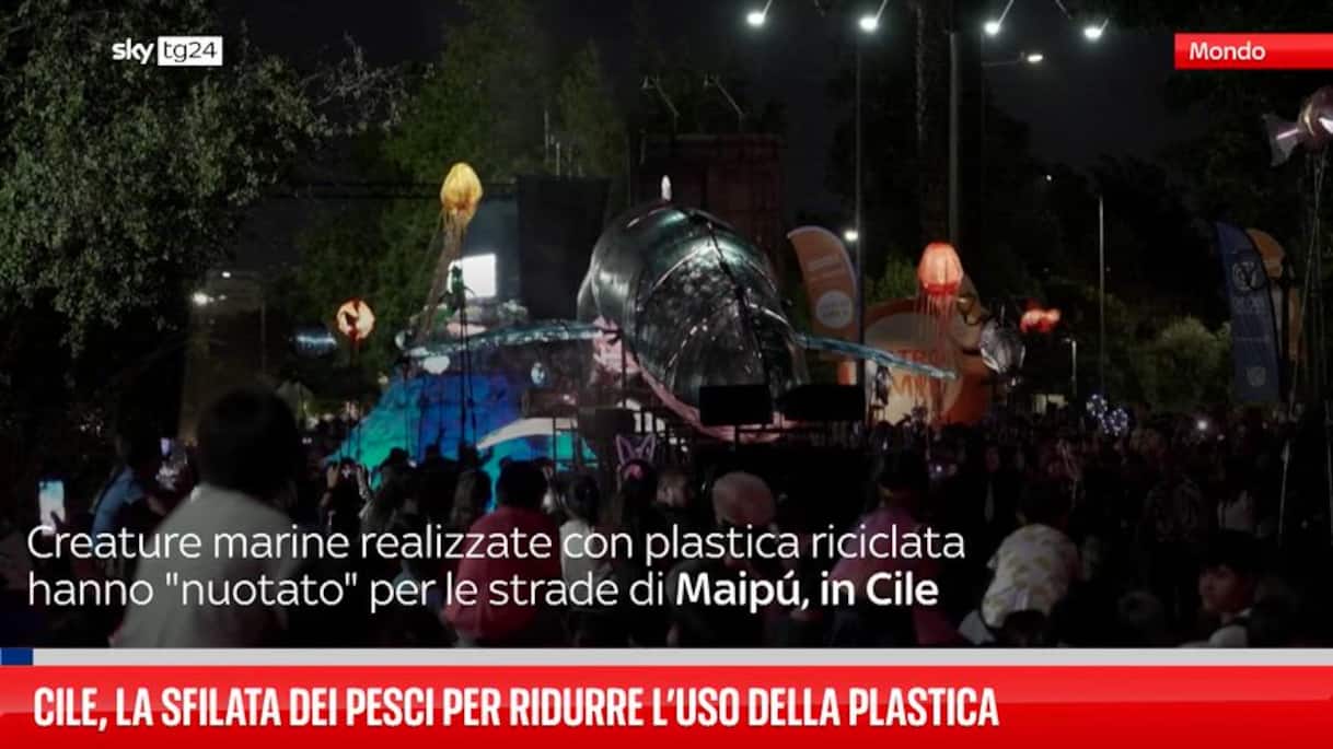 Cile, la sfilata dei pesci per ridurre l’uso della plastica | Video Sky ...