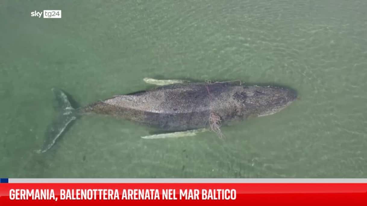 Germania, balenottera arenata nel Mar Baltico