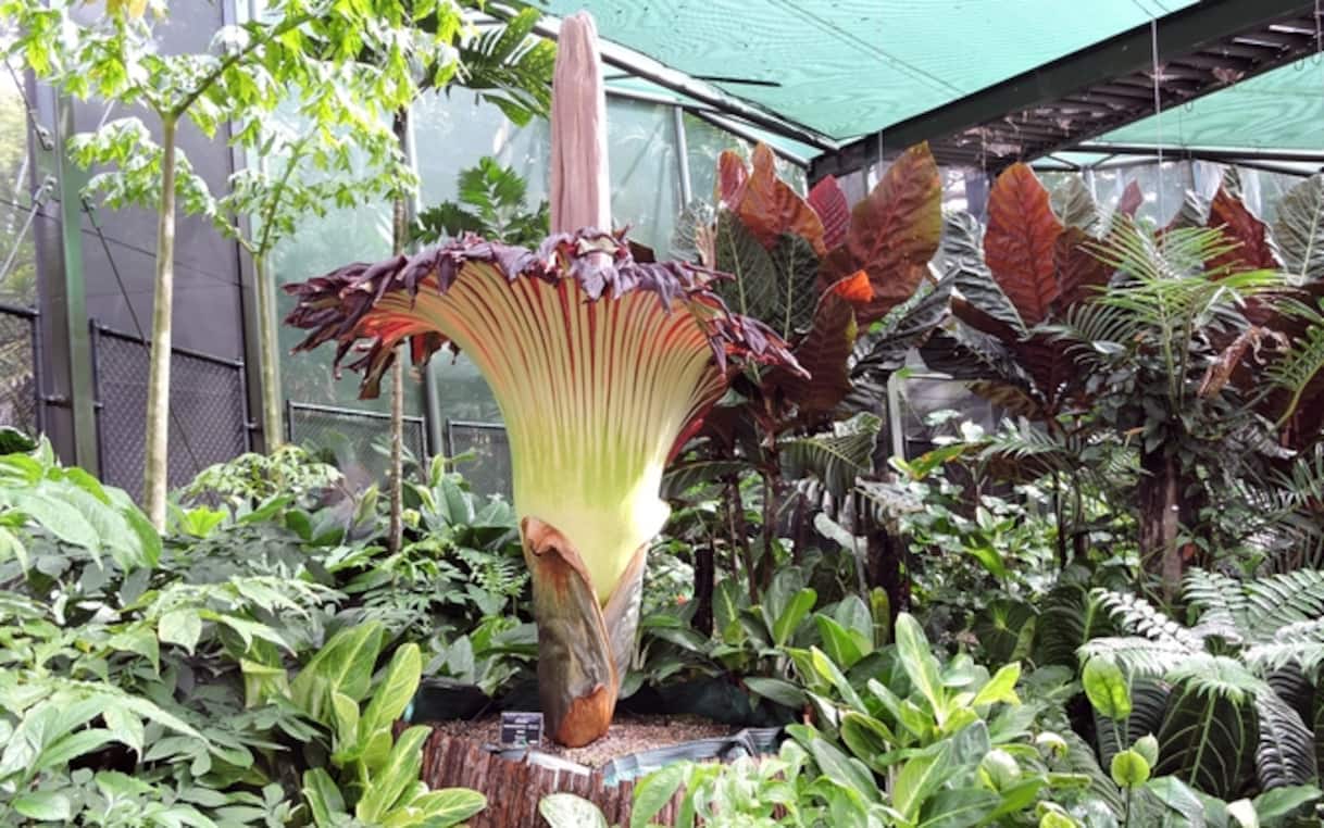 Varsavia, sboccia raro esemplare di 'fiore cadavere': succede una volta ...